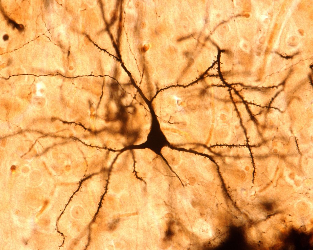 Pyramidal cell. Cerebral cortex - UC Irvine Department of Neurobiology ...